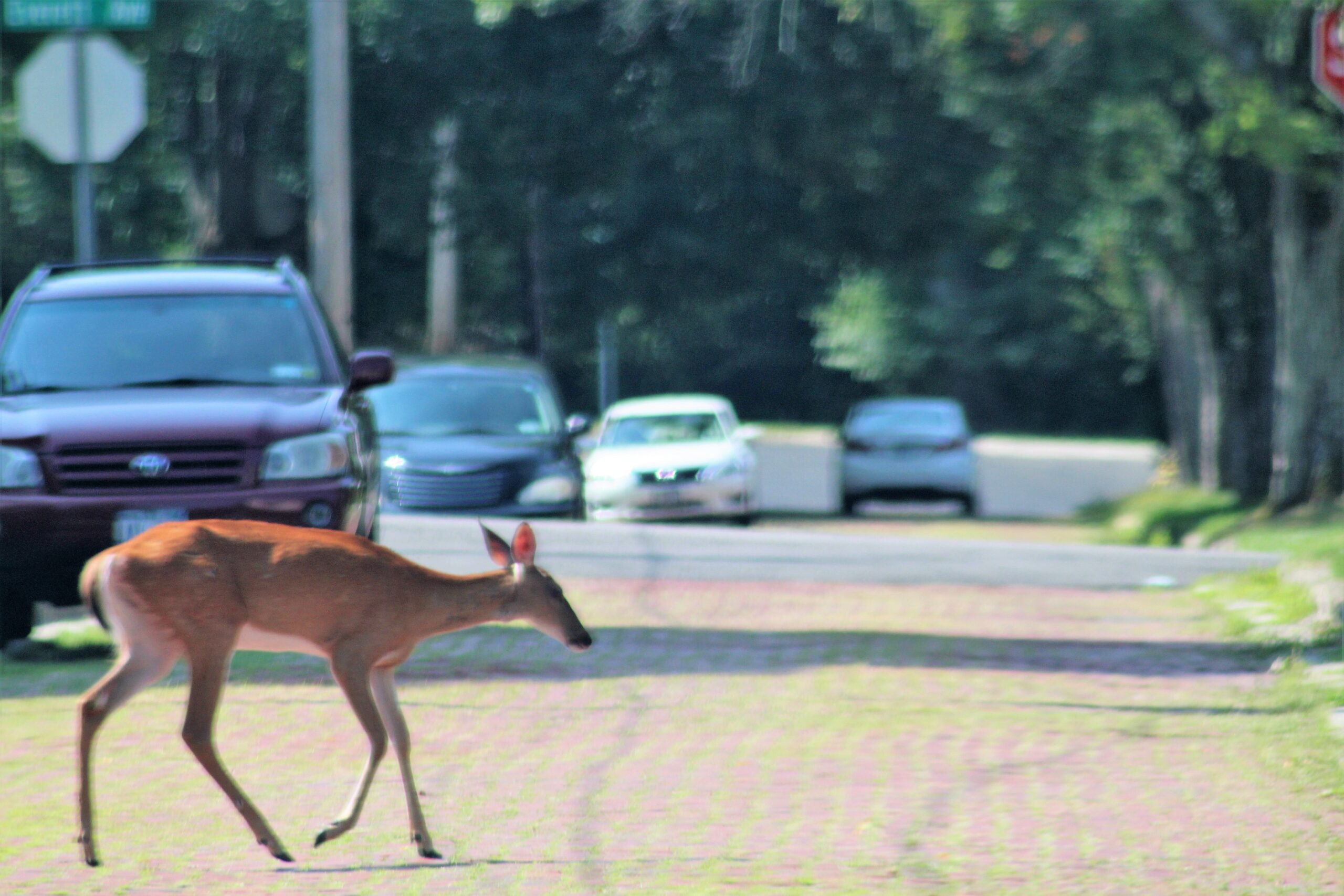 Urban Deer Management Group Reforms – WNY News Now
