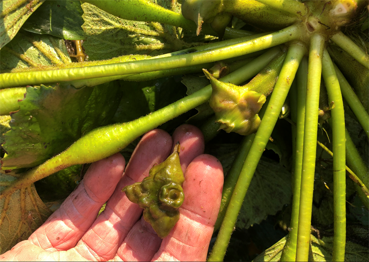 Invasive Water Chestnut Found In Chautauqua Lake Outlet – WNY News Now
