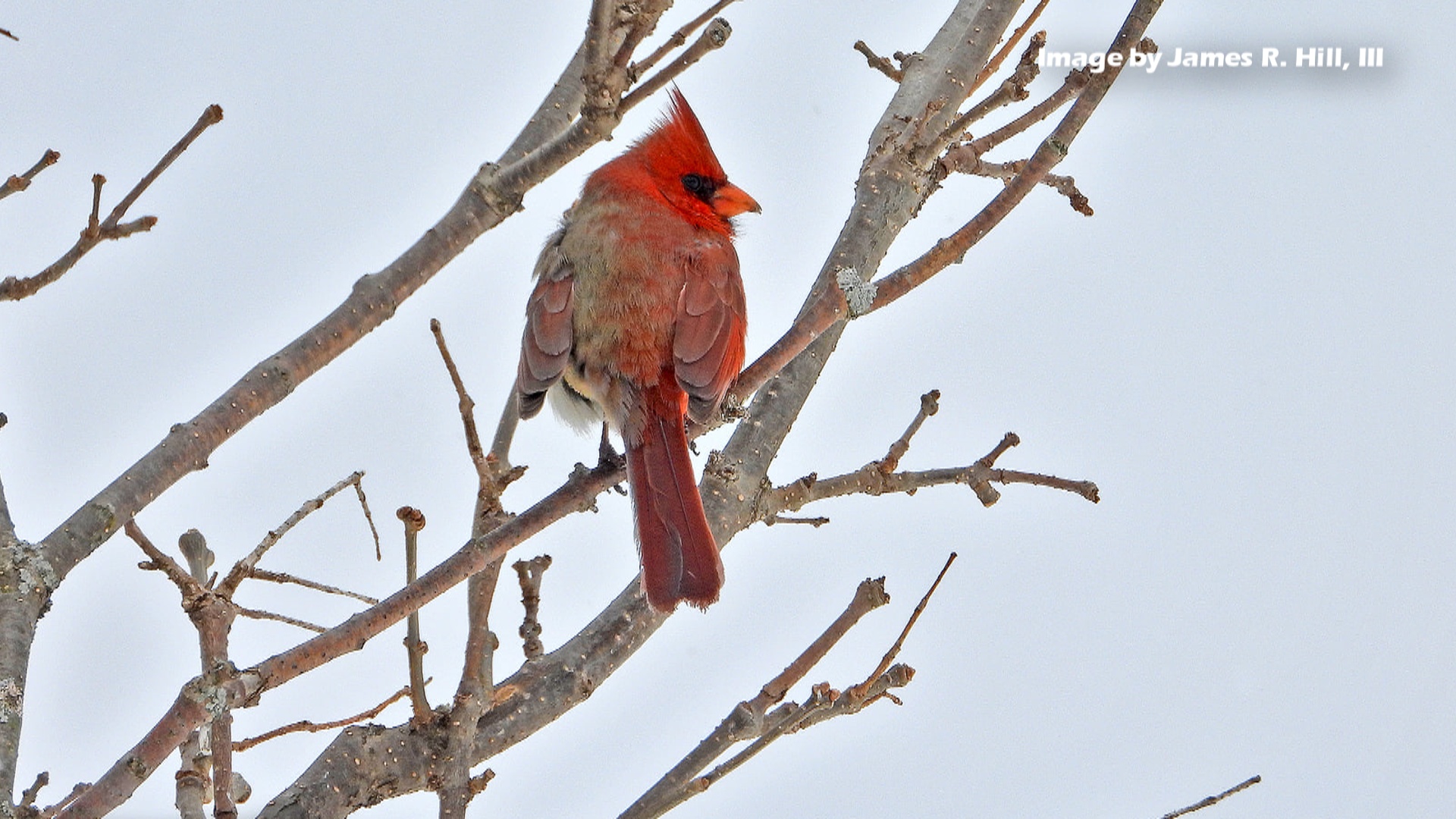 Rare Cardinal Photographed Near Warren Pennsylvania – WNY News Now