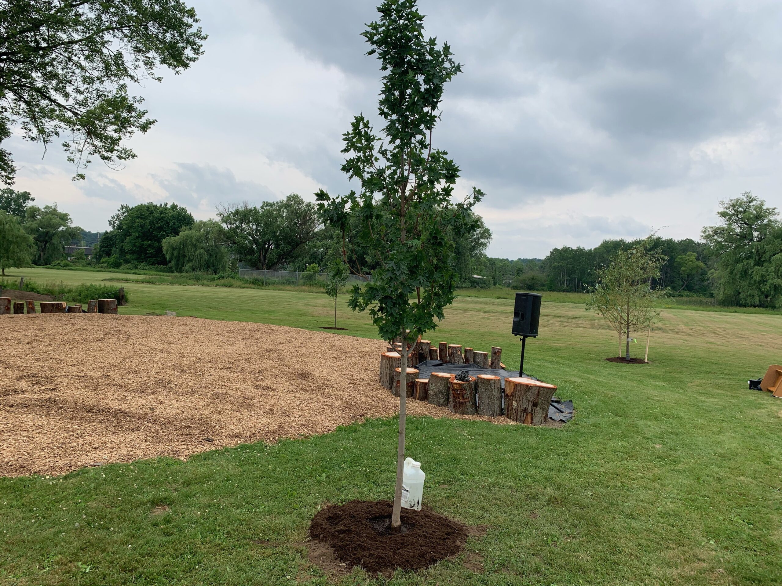 Jamestown's Juneteenth: Trees Planted In Memory Of Late Councilwoman ...