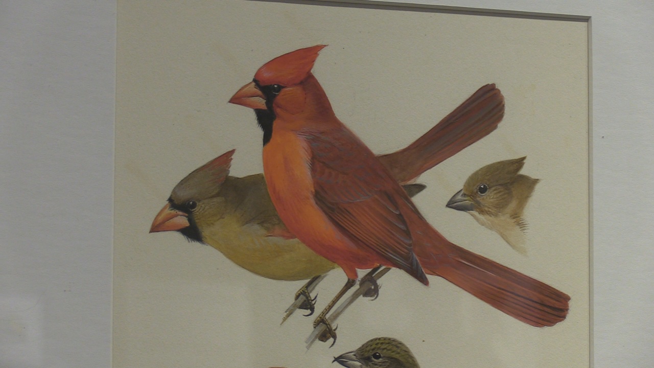 Exhibit Features “Art of the Field Guide” At The Roger Tory Peterson ...