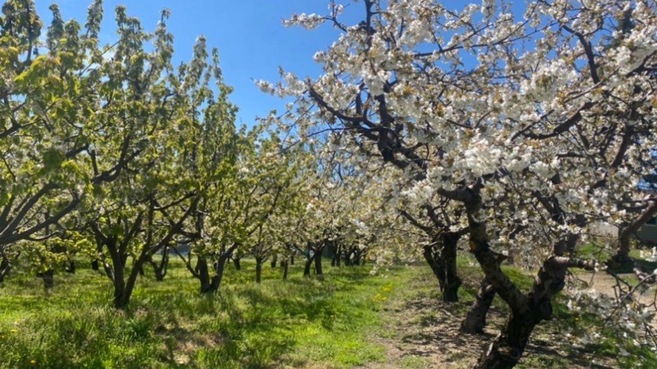 Fruit Trees In Full Bloom – WNY News Now