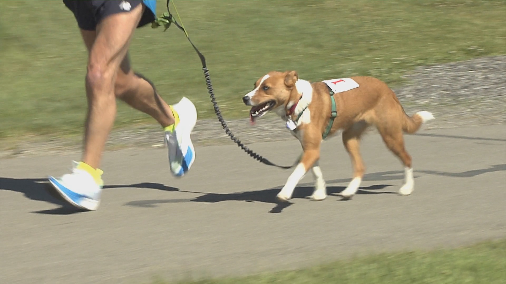 Get Lost 5K Run/Walk Raises Money for Northwest Pennsylvania K9 Search ...