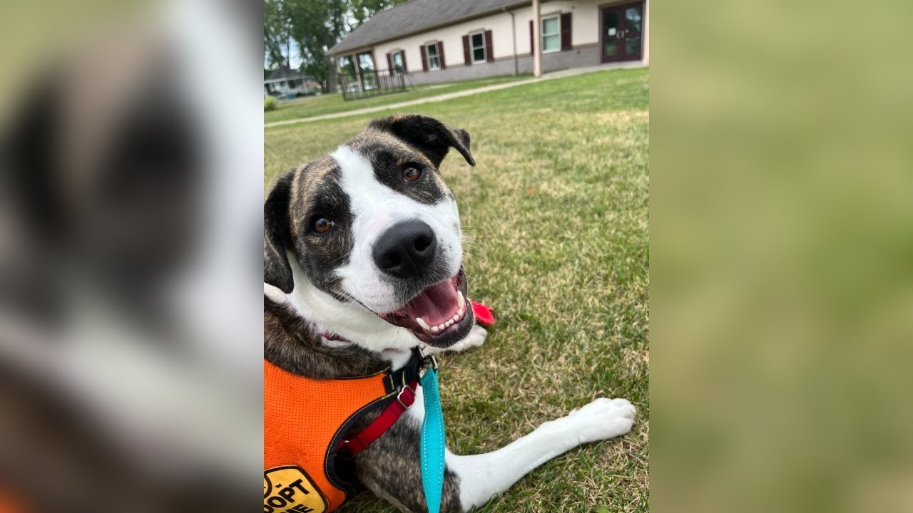 Meet Roslyn! Our Pet of the Week – WNY News Now