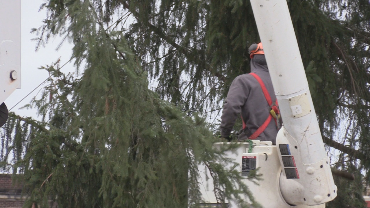 Weekend Snowfall, Christmas Tree Pruning Brings Festive Feelings – WNY ...