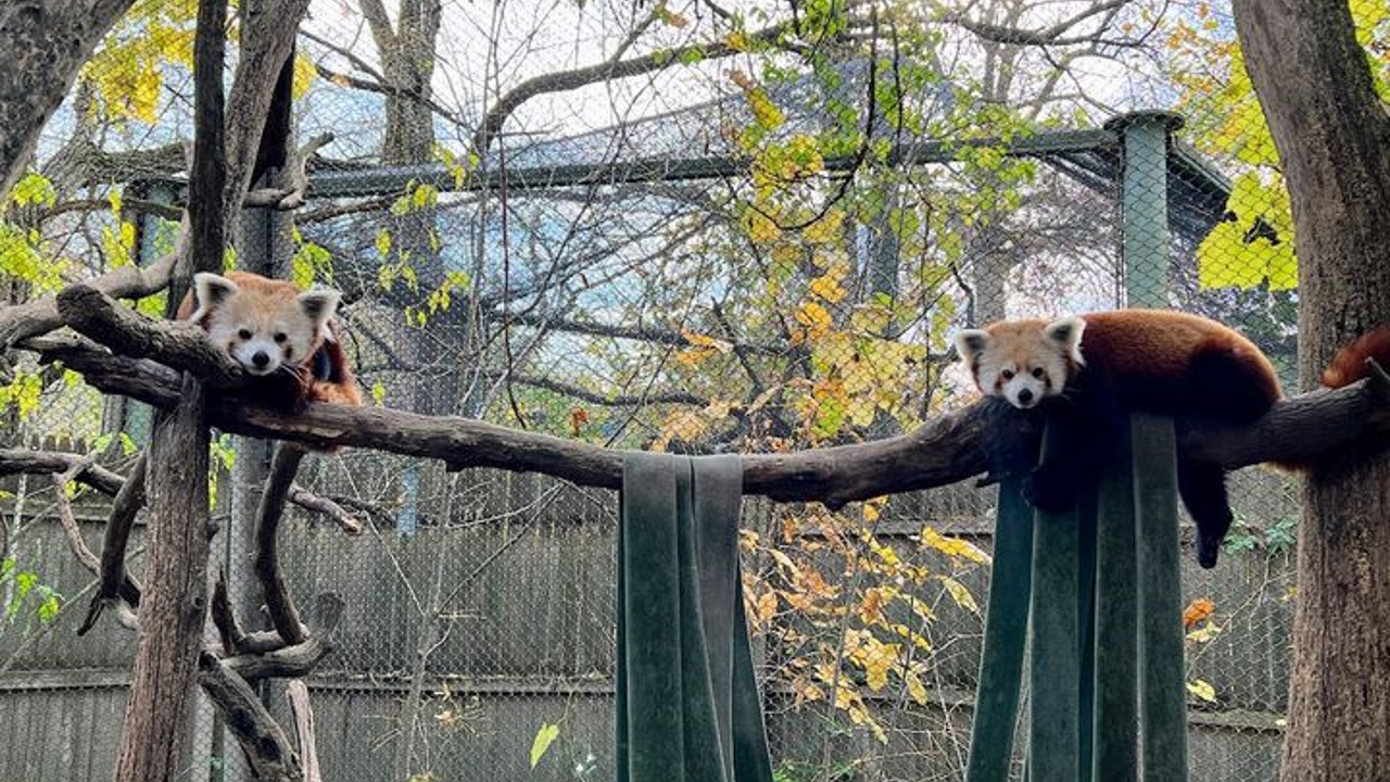 Erie Zoo Welcomes New Animals – WNY News Now