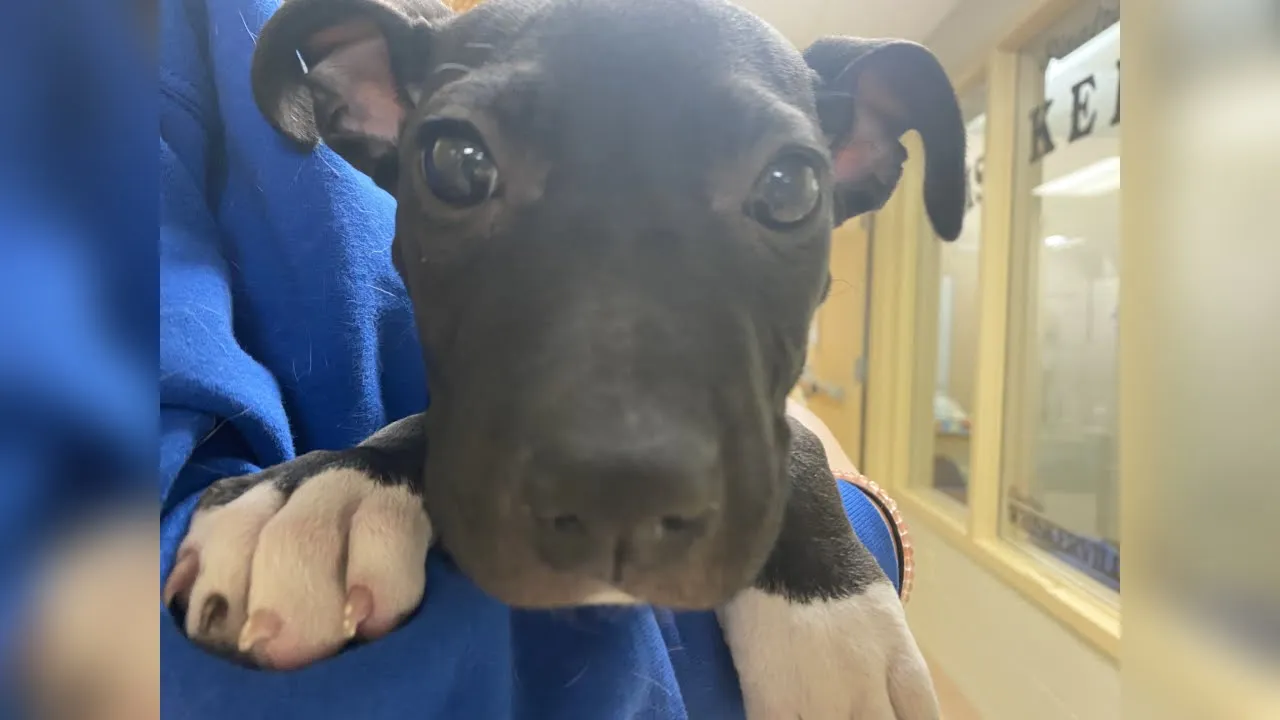 Meet Violet! Our Pet of the Week – WNY News Now