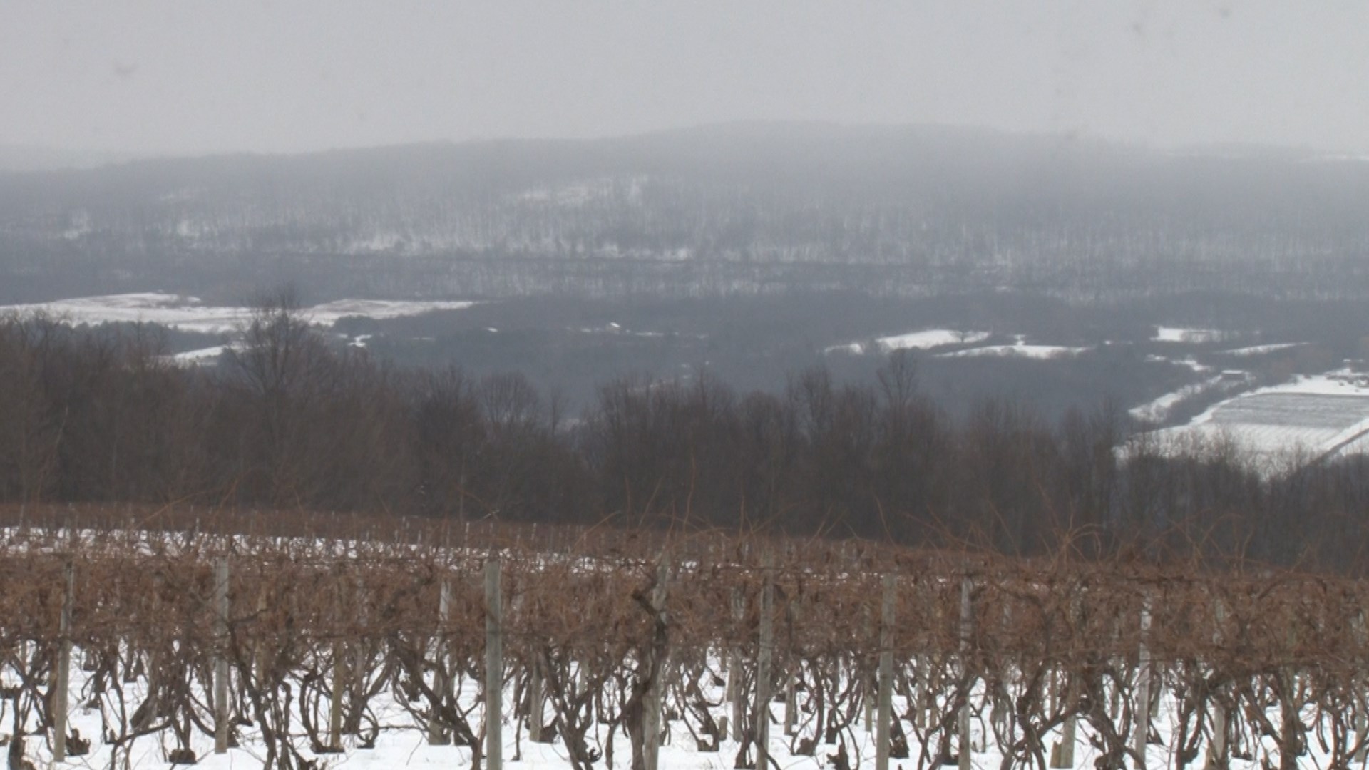 The mild winter's impact on New York grape production – WNY News Now