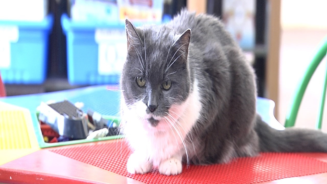 Love for Libby the Library Cat – WNY News Now
