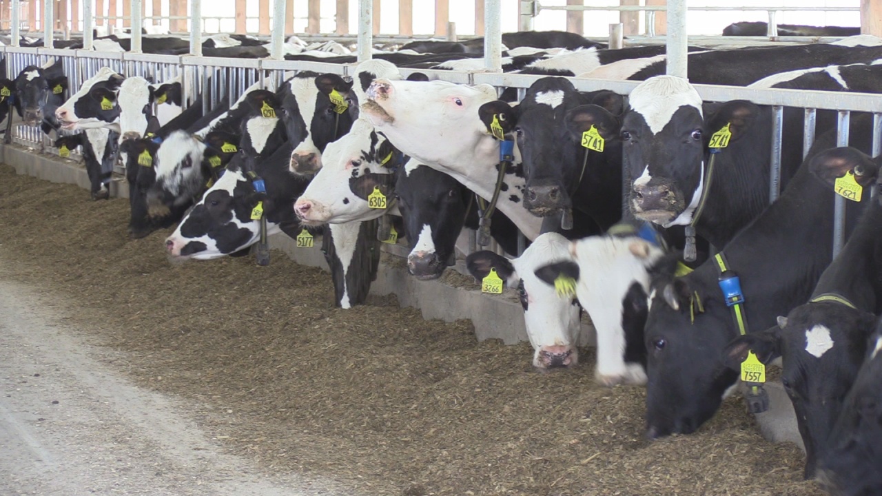Randolph Farm Turns Cow Waste Into Usable Energy – WNY News Now