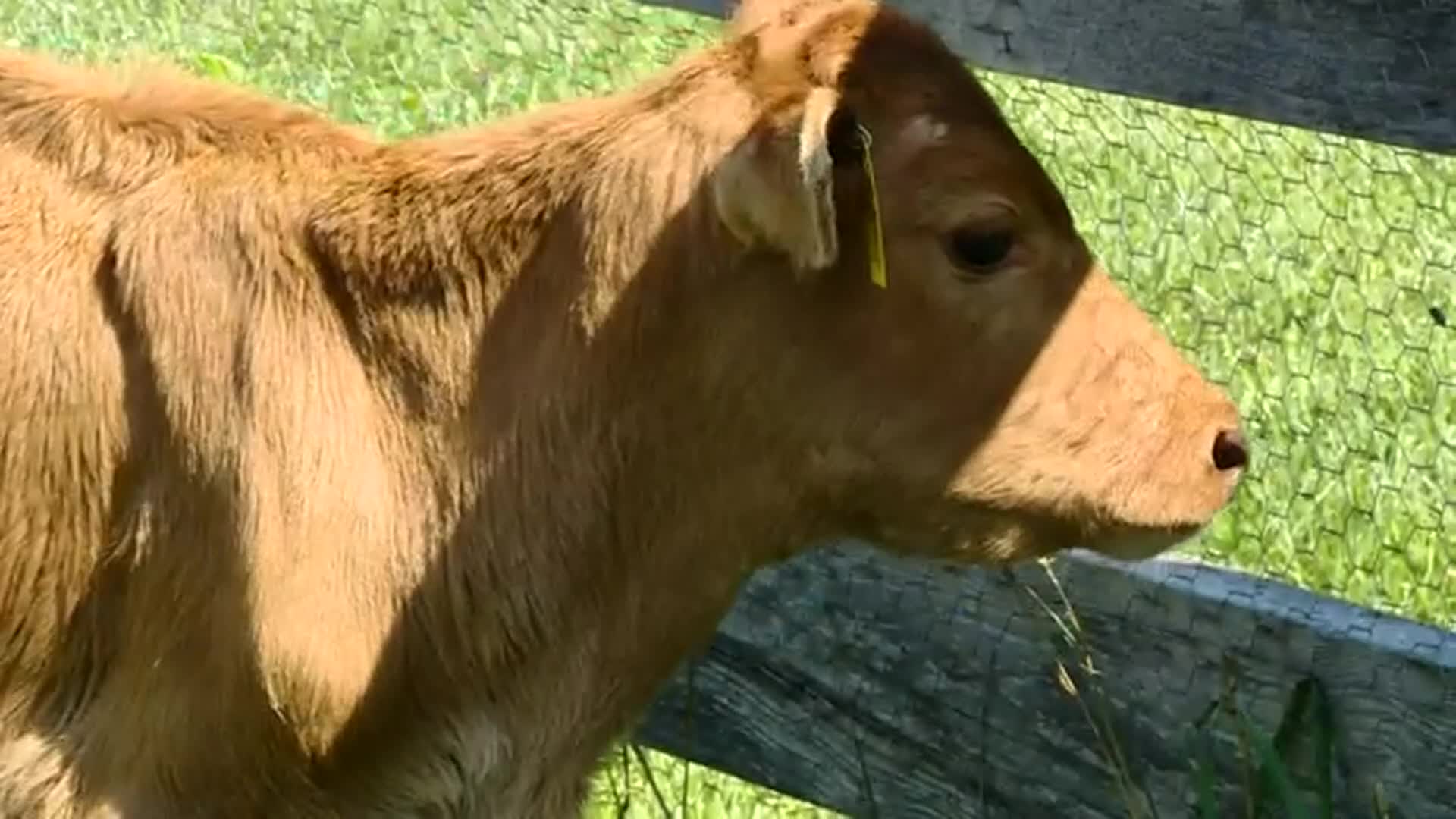 New York Cow Neglect – WNY News Now