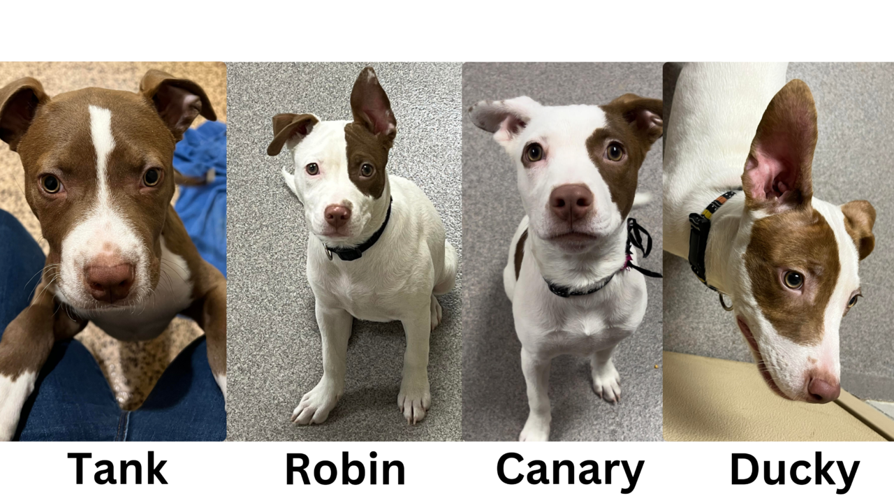 Meet Tank, Robin, Canary, and Ducky, Our Newest Pets of The Week – WNY ...